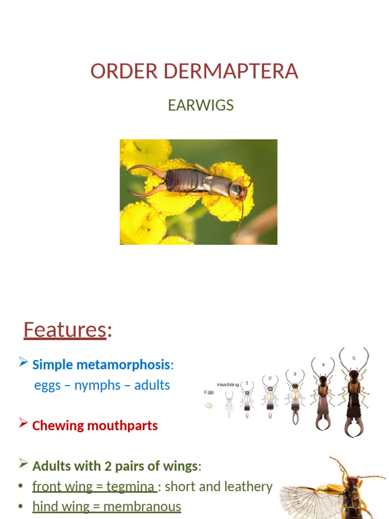 BIOL 286 Lecture 17 DERMAPTERA | PDF
