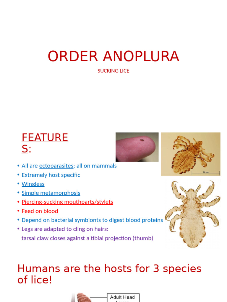 Human Lice: Types and Characteristics | PDF