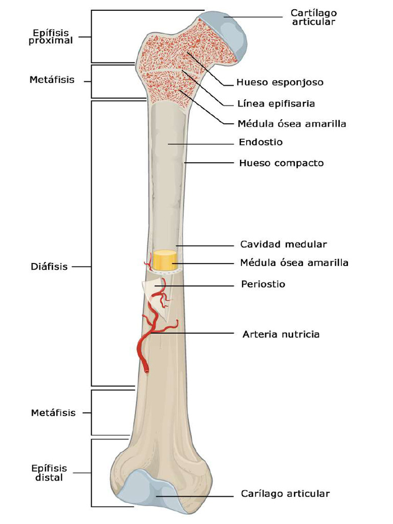 603 Anatomy of Long Bone Esp | PDF