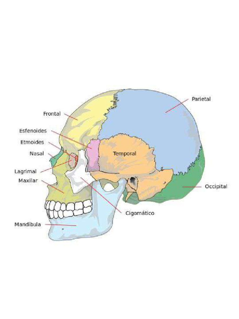 617px-Human_skull_side_simplified_bones-es-540x420 | PDF