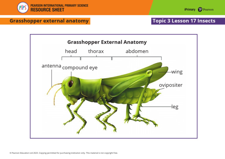 Grass Hopper External Anatomy | PDF