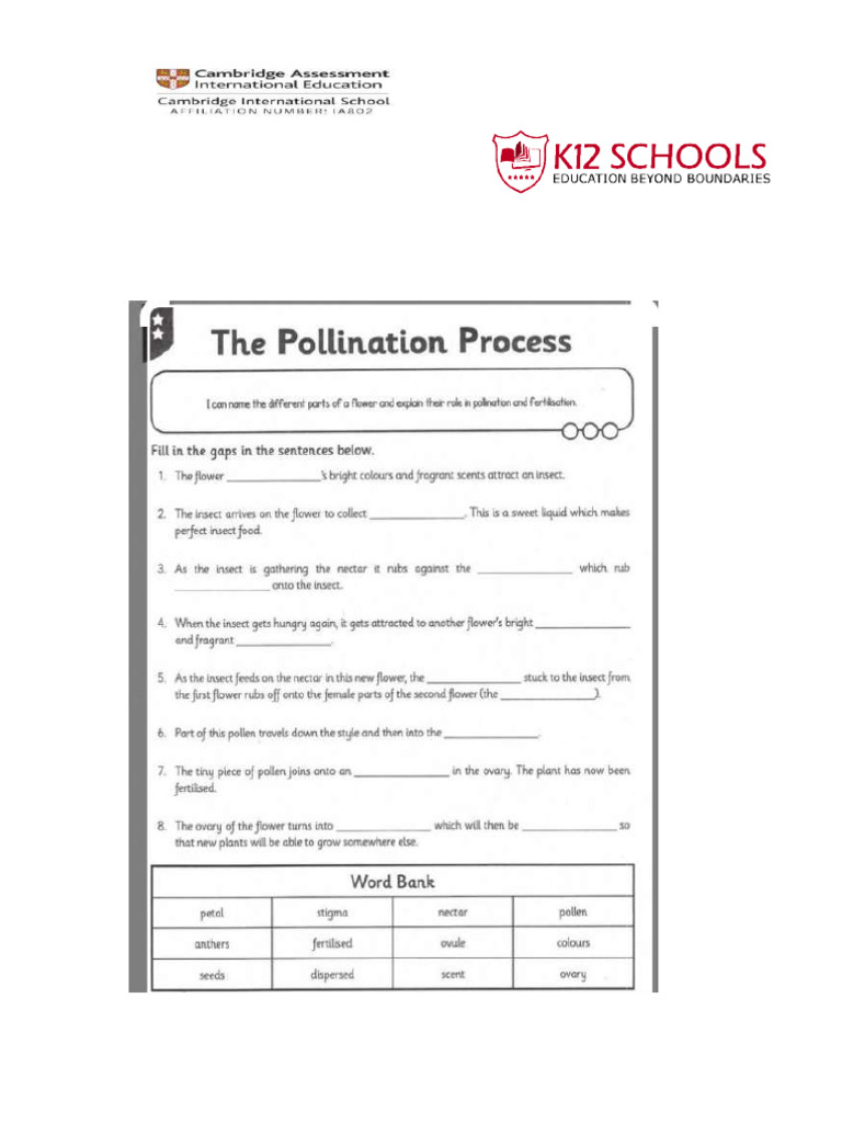 Pollination Process Worksheet Grade 4 | PDF