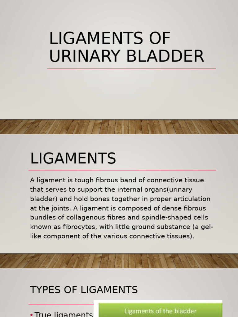 Ligaments of the Urinary Bladder | PDF