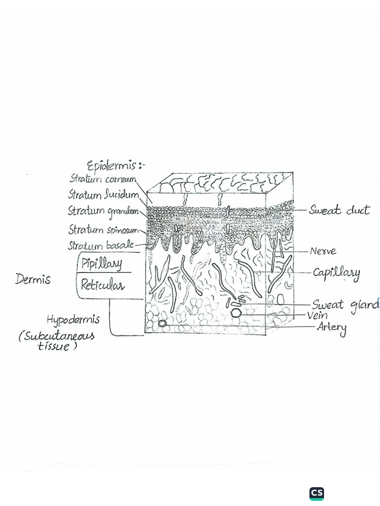 Basic diagram of human skin | PDF