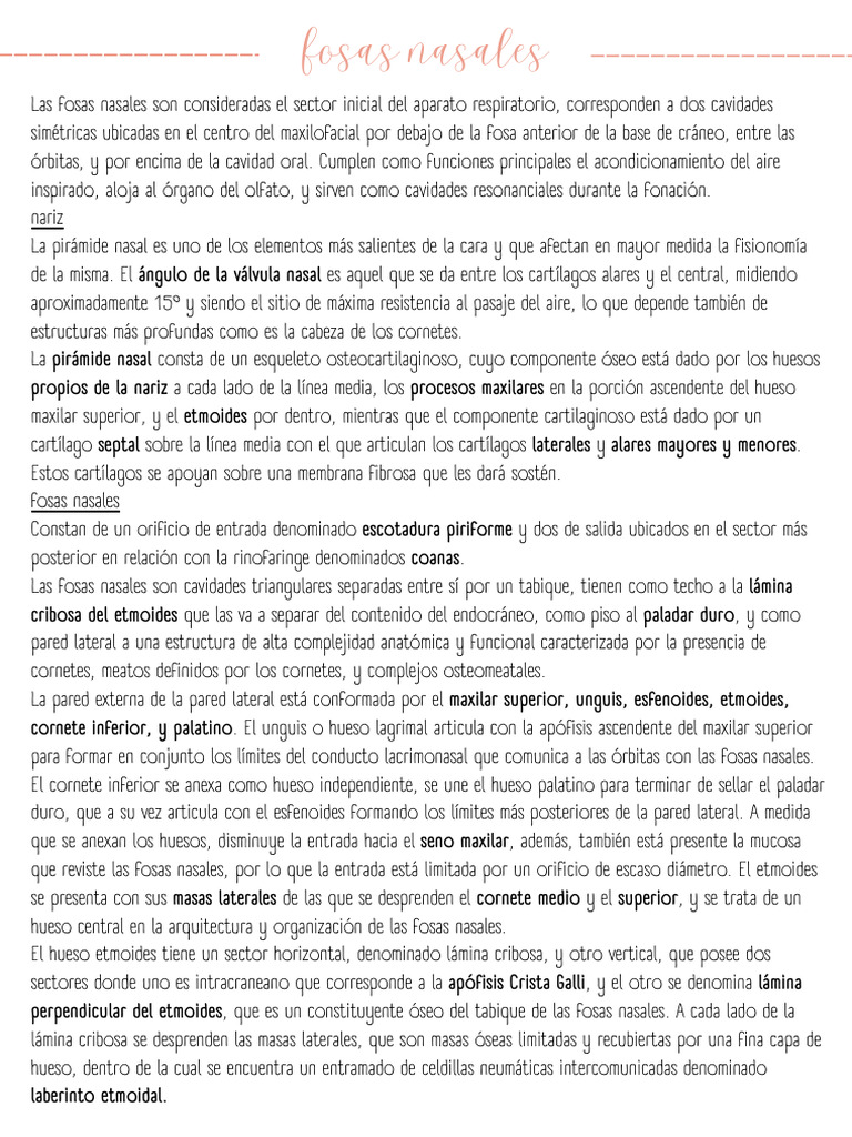 Anatomía de las fosas nasales y senos | PDF | Nariz humana | Anatomía ...
