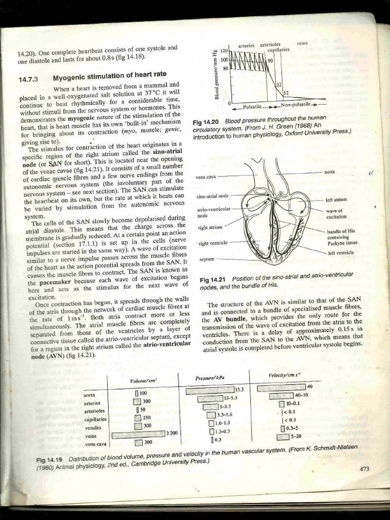 Myogenic Stimulation of The Heart | PDF