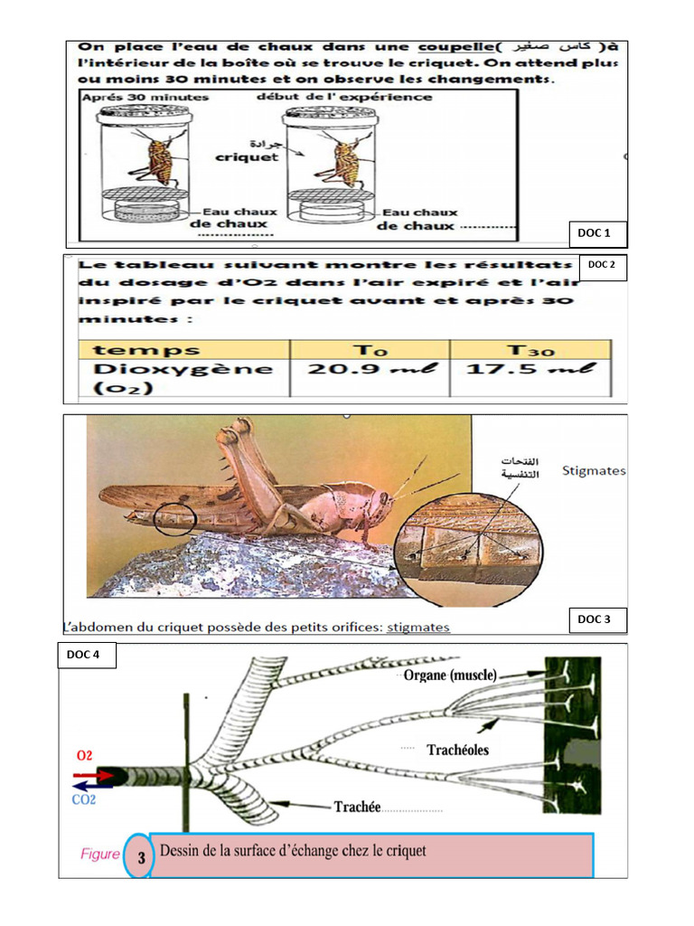 La Respiration 1 Ac PRT 2 | PDF