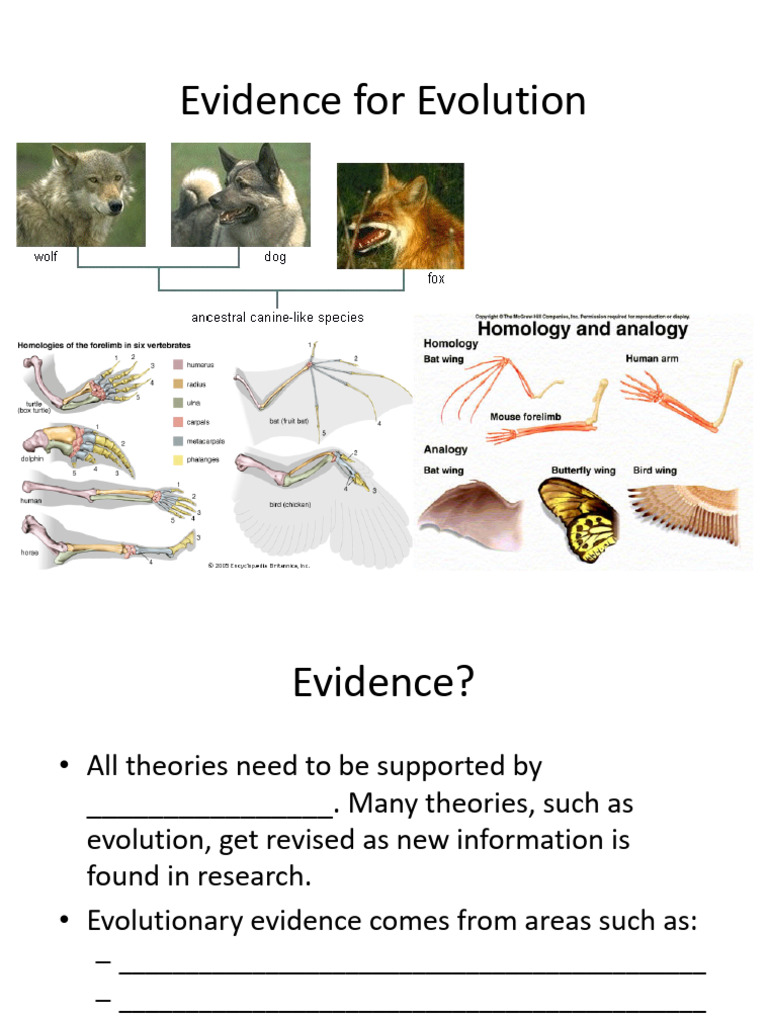 Evidence Supporting Evolutionary Theory | PDF | Homology (Biology) | Fossil