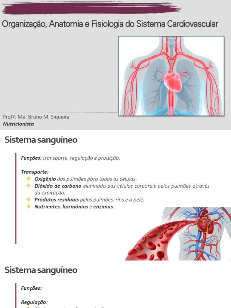 Organização, Anatomia e Fisiologia Do Sistema Cardiovascular | PDF ...