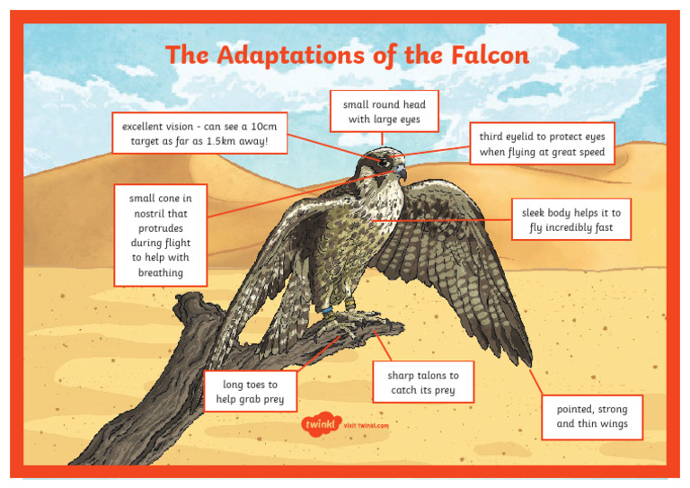 Falcon Adaptations Display Poster | PDF