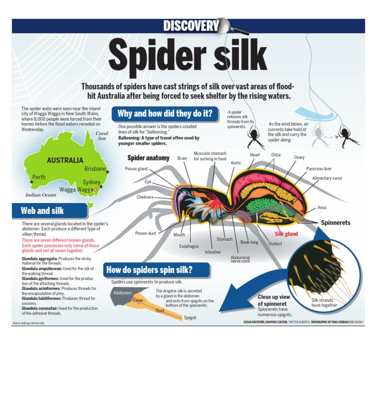 Infographic: Spider Silk | PDF