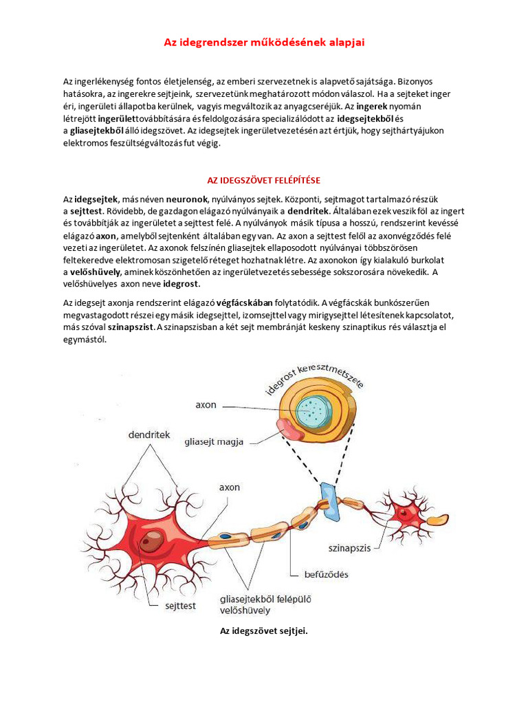 Az Idegrendszer Működésének Alapjai | PDF