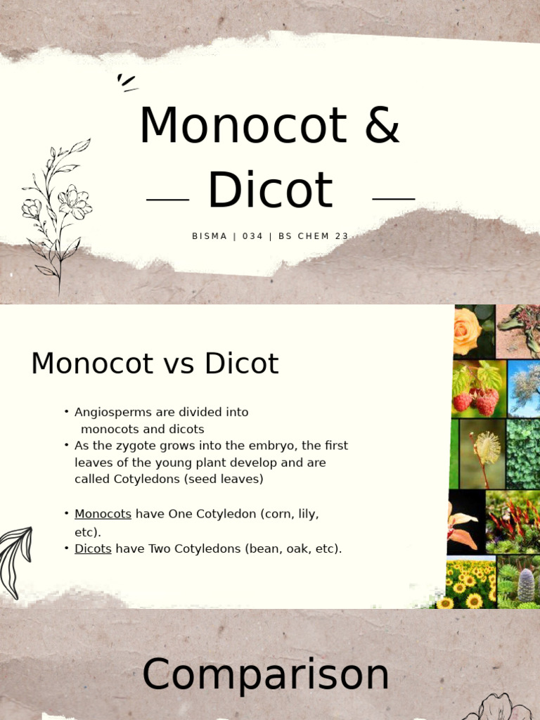Monocot & Dicot_20240204_213930_0000 | PDF