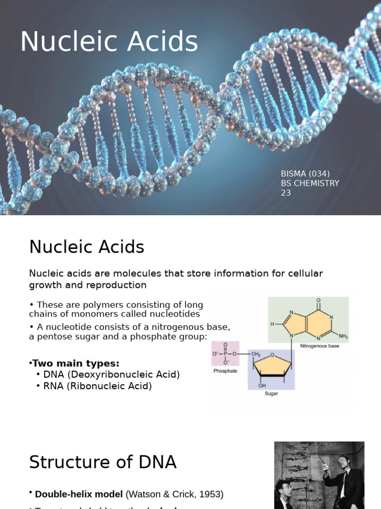 Nucleic Acids | PDF