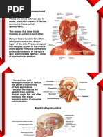 Facial Muscles Lateral View Diagram | PDF | Soft Tissue | Human Anatomy