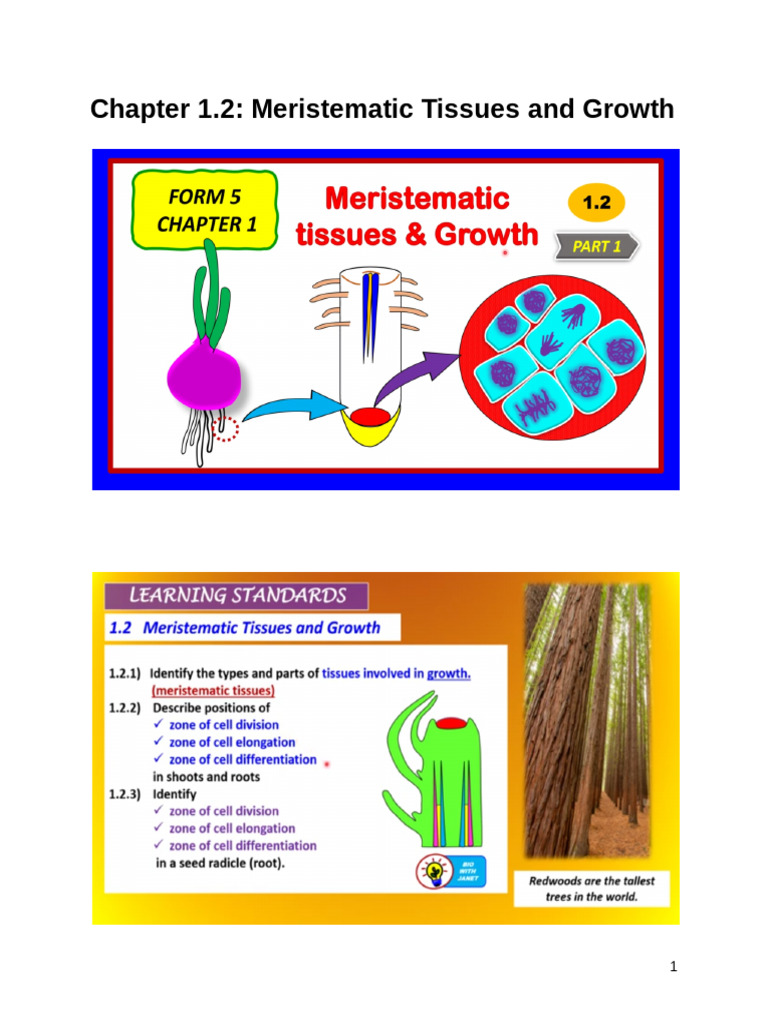 Chapter 1.2 Meristematic Tissues and Growth | PDF