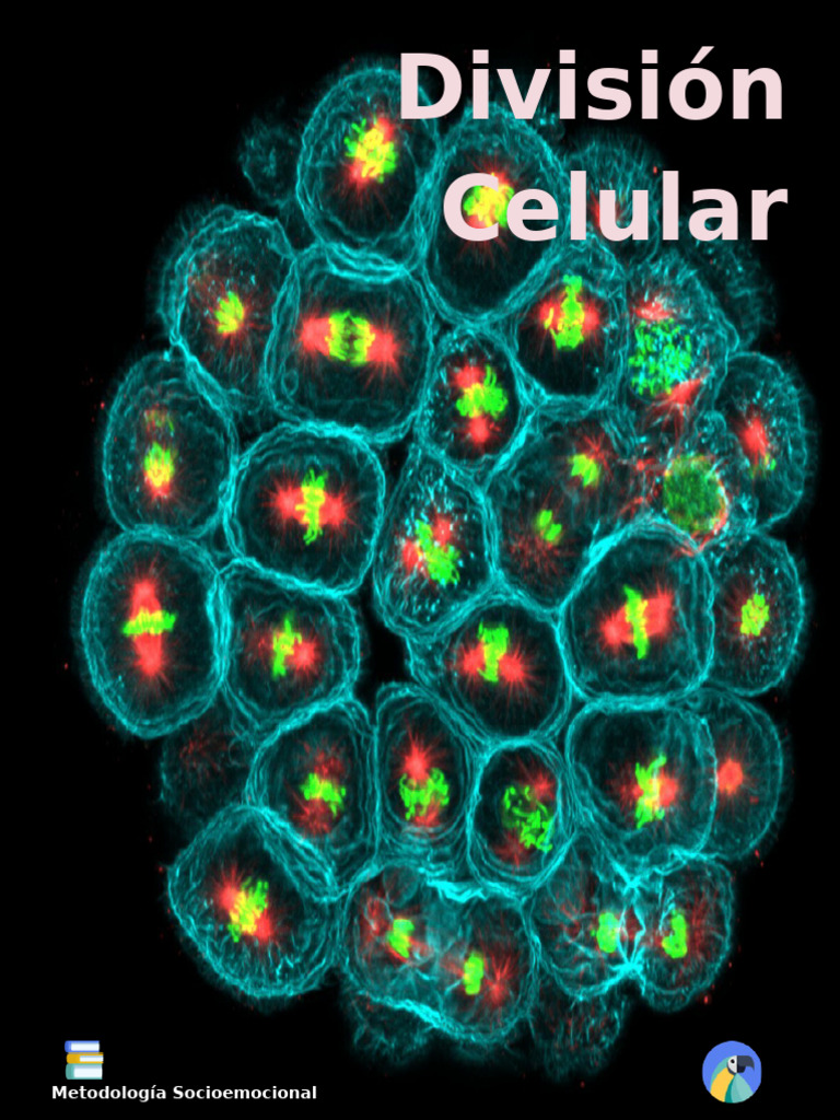 Division Celular2.0 | PDF | Mitosis | Mitosis