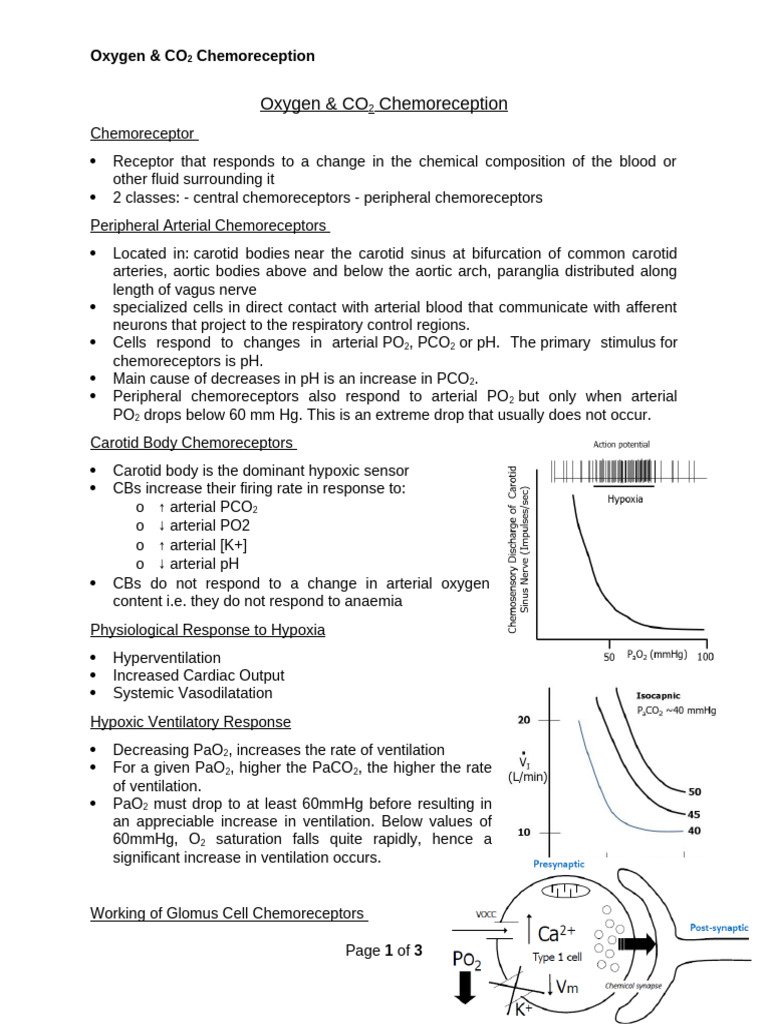 Oxygen & CO2 Chemoreception | PDF | Breathing | Physiology