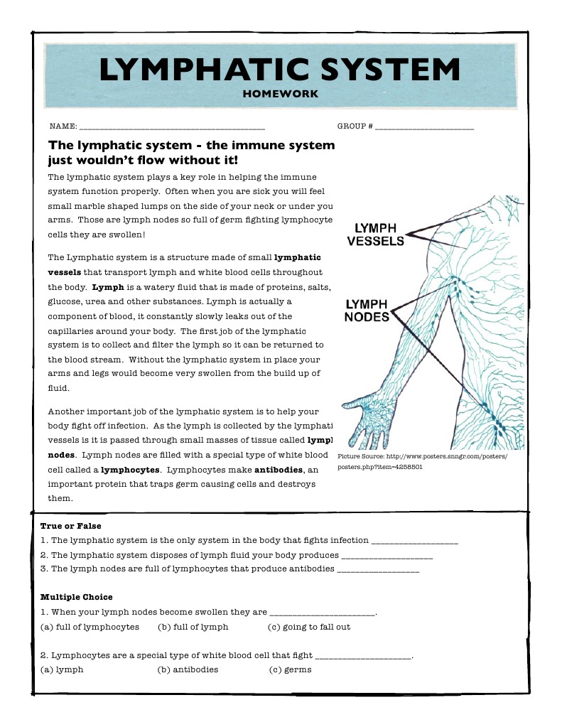 Lymphatic and Immune System | PDF | Lymphatic System | Lymphocyte