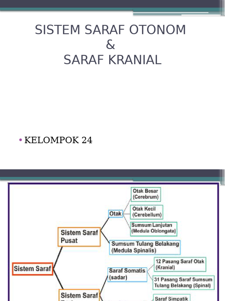 Anatomi 4, Sistem Saraf Otonom & Saraf Cranial | PDF