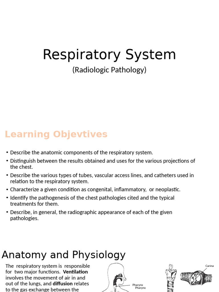 Respiratory System | PDF | Respiratory Tract | Vein