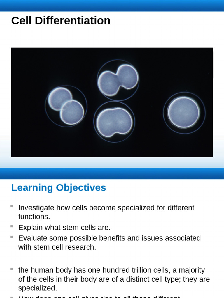 Overview of Cell Differentiation | PDF | Cell Potency | Stem Cell