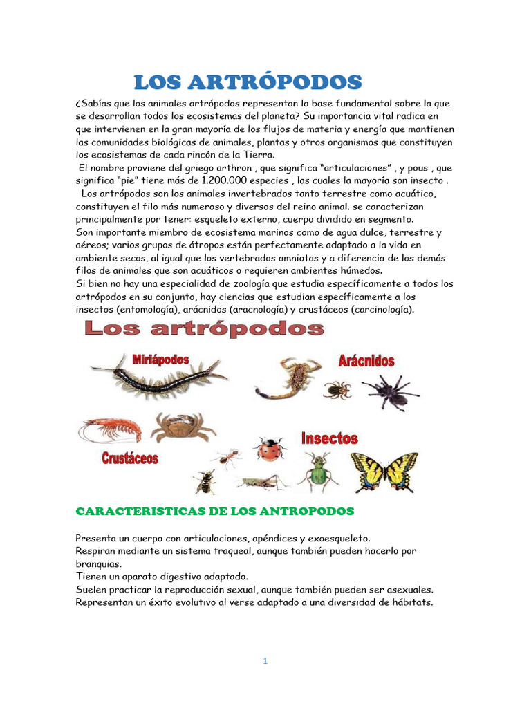 Características y Clasificación de Artrópodos | PDF | Mosquito | Insectos