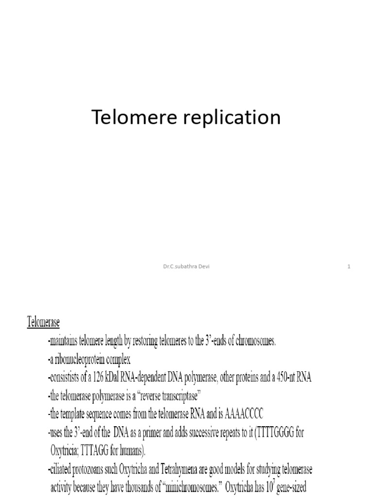 10-Telomere Replication End Replication Problem-04!02!2025 | PDF