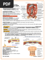 Estrutura da Parede Abdominal | PDF | Estômago | Esôfago