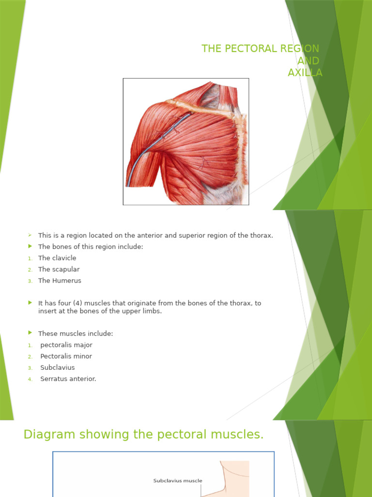 Pectoral Region and Axilla Presentaion | PDF | Breast | Arm
