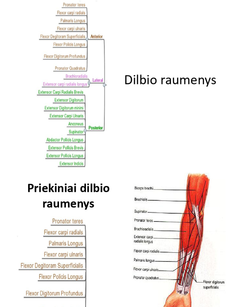 Dilbio Ir Blauzdos Raumenys | PDF