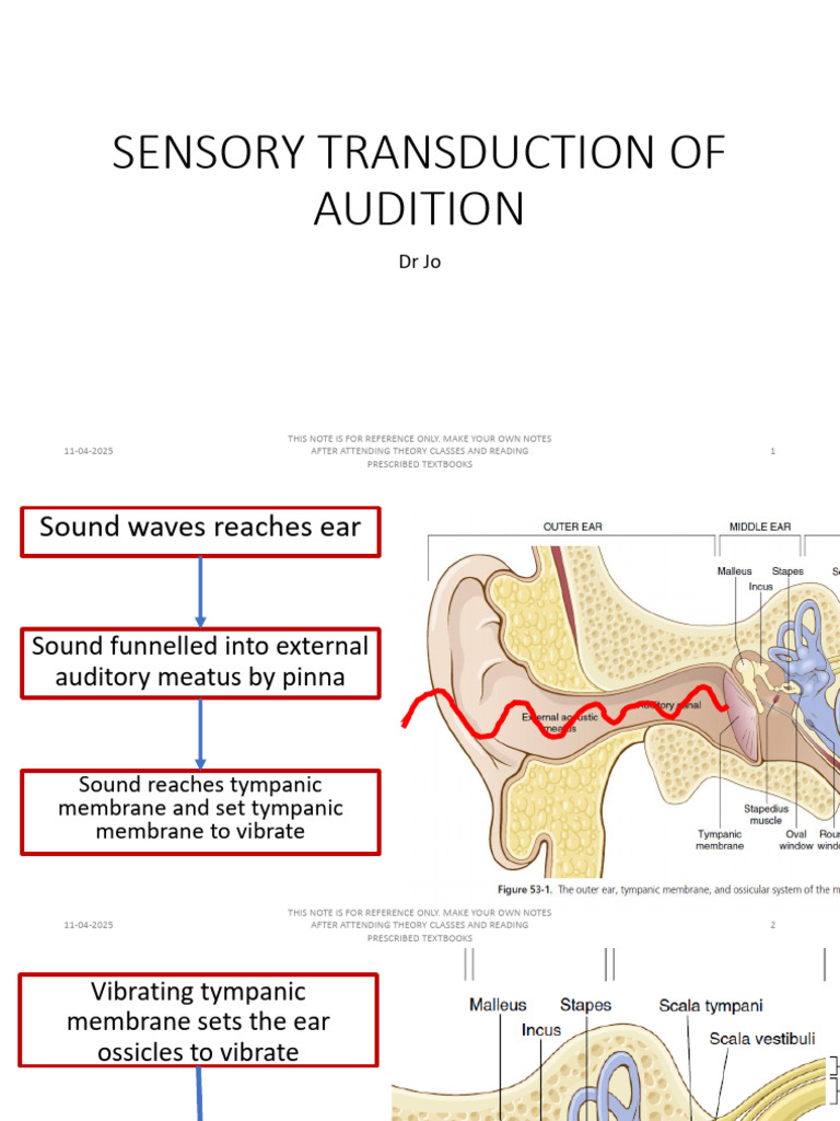 6. SENSORY TRANSDUCTION OF AUDITION | PDF | Auditory System | Hearing