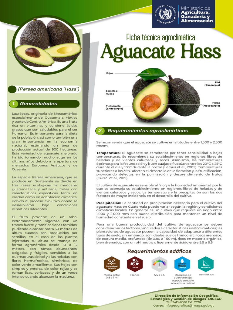 Ficha Tecnica Agroclimatica Aguacate Hass | PDF | Aguacate | Nutrición