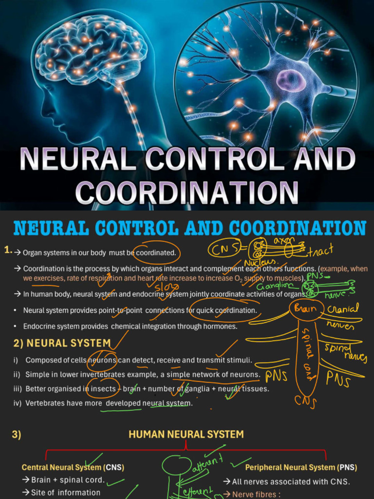 Neural Control and Coodination (PART-1) - Compressed | PDF