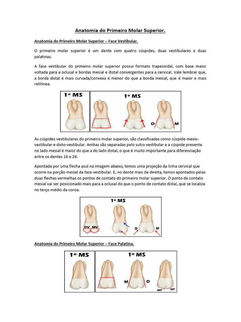 Anatomia Do Primeiro Molar Superior - Resumo de Anatomia Dental ...