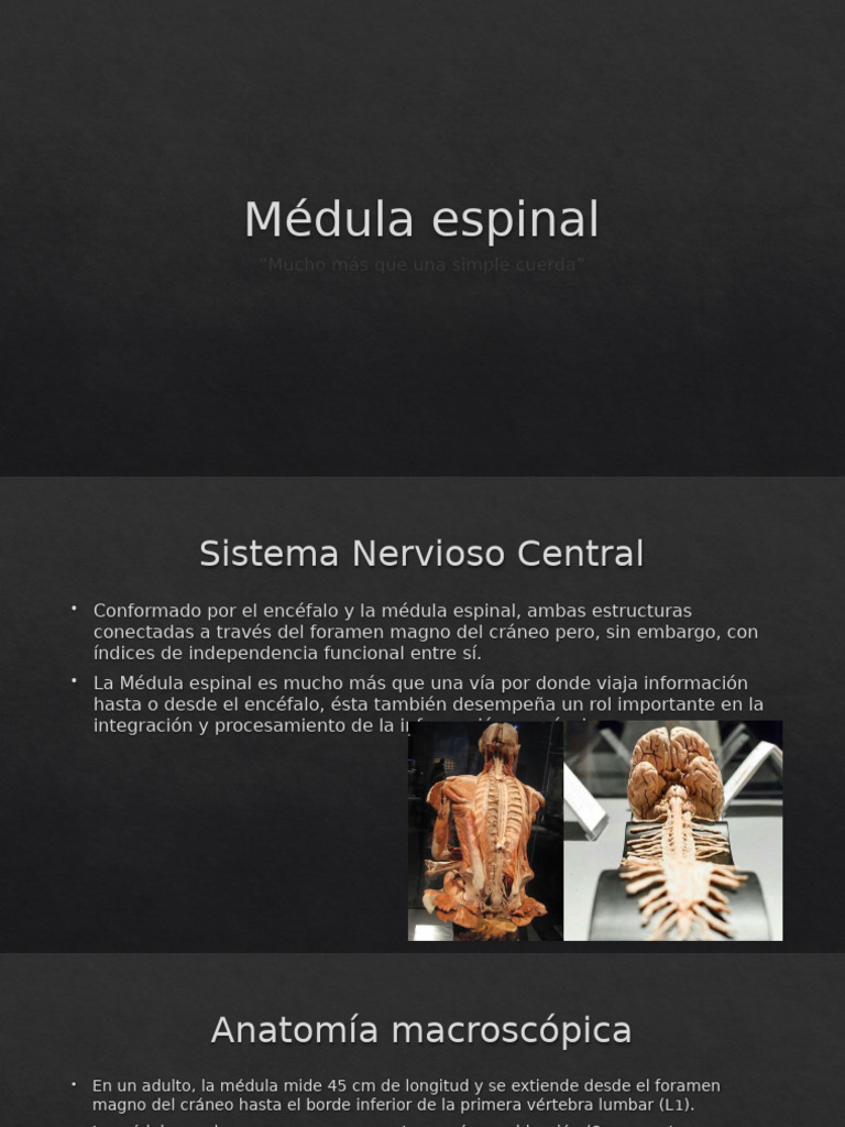 Médula Espinal (Anatomía y Fisiología) | PDF | Médula espinal | Nervio