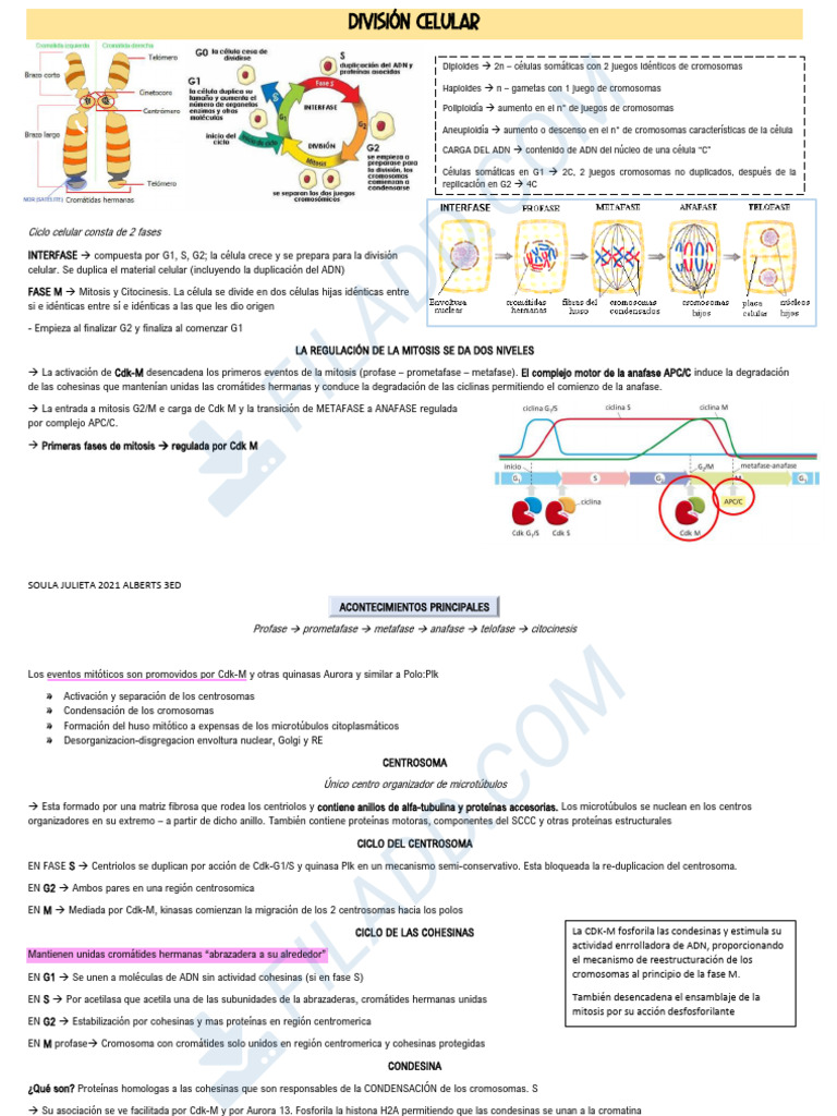14 - Division Celular | PDF | Mitosis | Mitosis