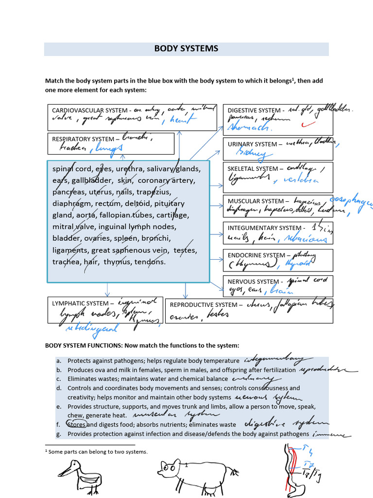 2 Body Systems and Disesases - SS - 241210 - 160302 | PDF | Human Body ...