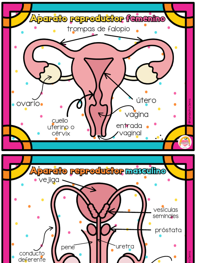 Anatomía del Aparato Reproductor Humano | PDF