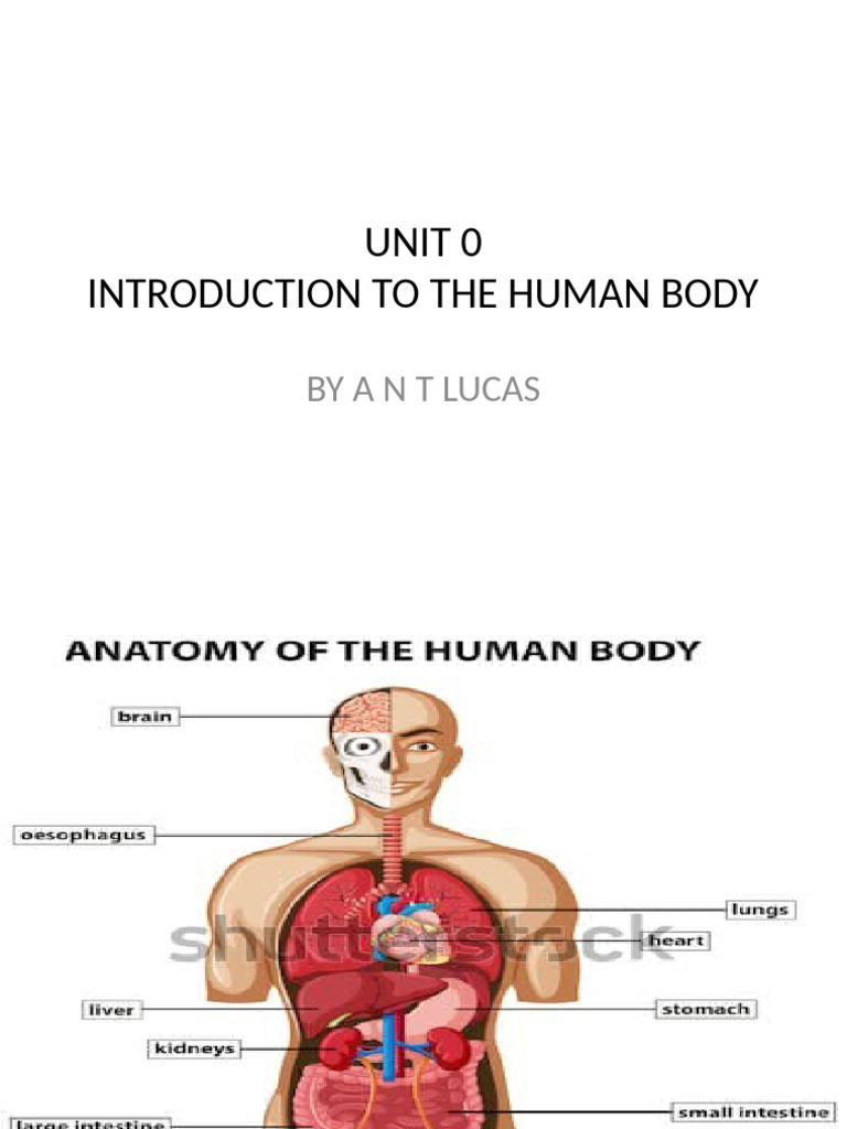 Introduction to Human Body Systems | PDF | Epithelium | Connective Tissue