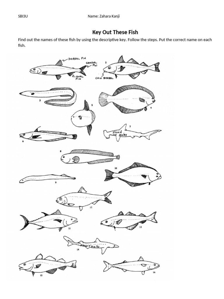 Copy of Copy of 5.3 - Dichotomous Key - Fish | PDF | Fish | Sharks