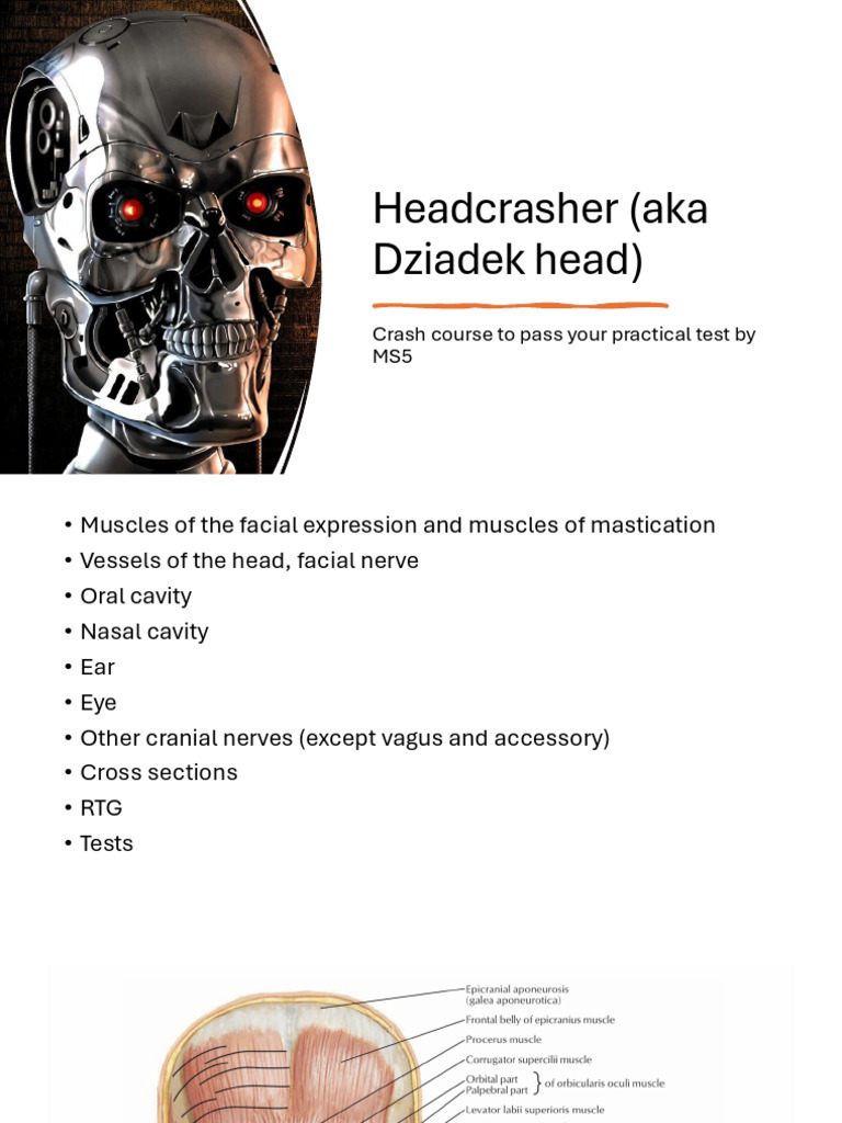 Głowa Anatomia (Head) Preparaty Opisane | PDF