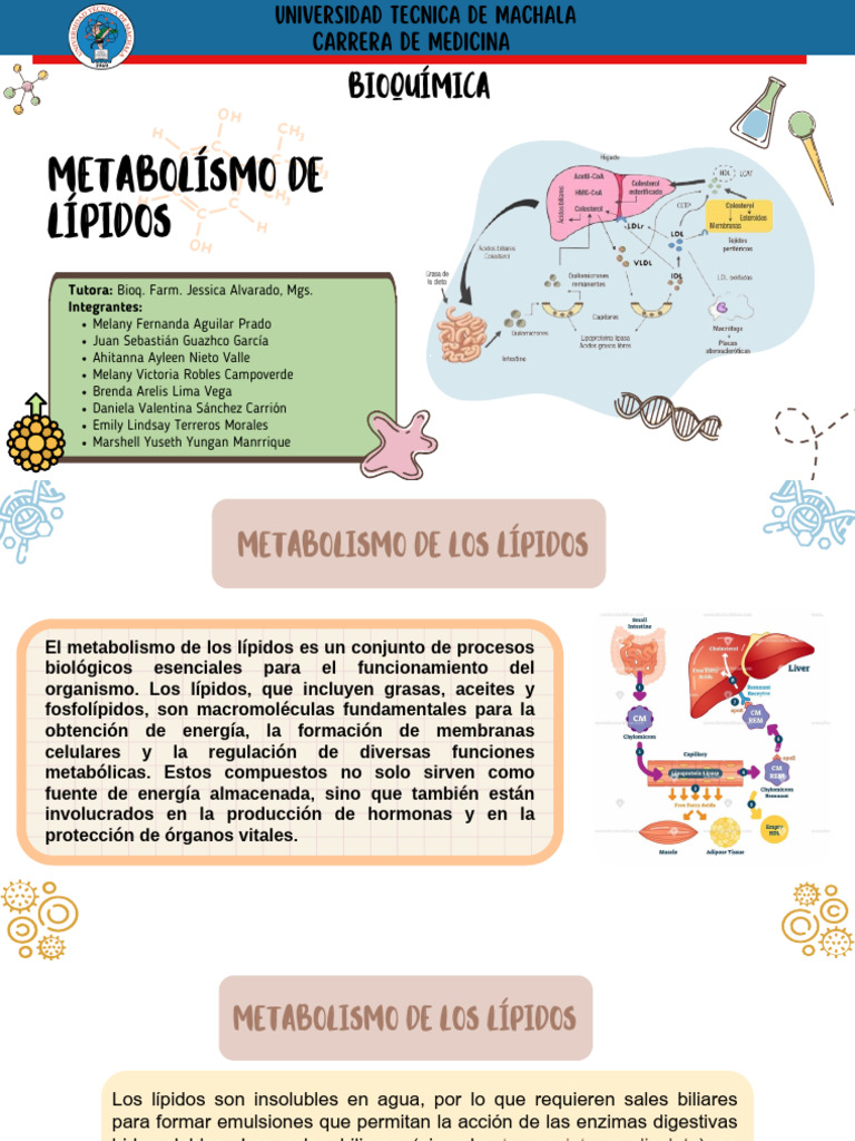 Bioquímica - Metabolismo de Los Lípidos | PDF | Lipoproteína | Triglicéridos