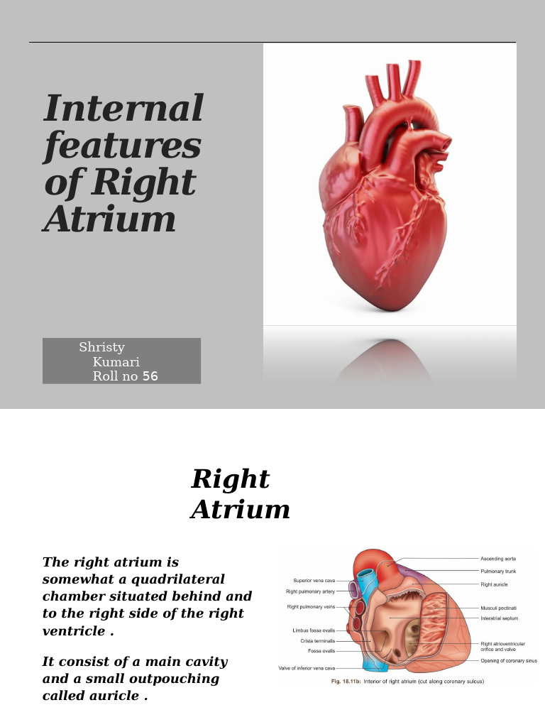 Anatomy of the Right Atrium | PDF | Atrium (Heart) | Thorax (Human Anatomy)