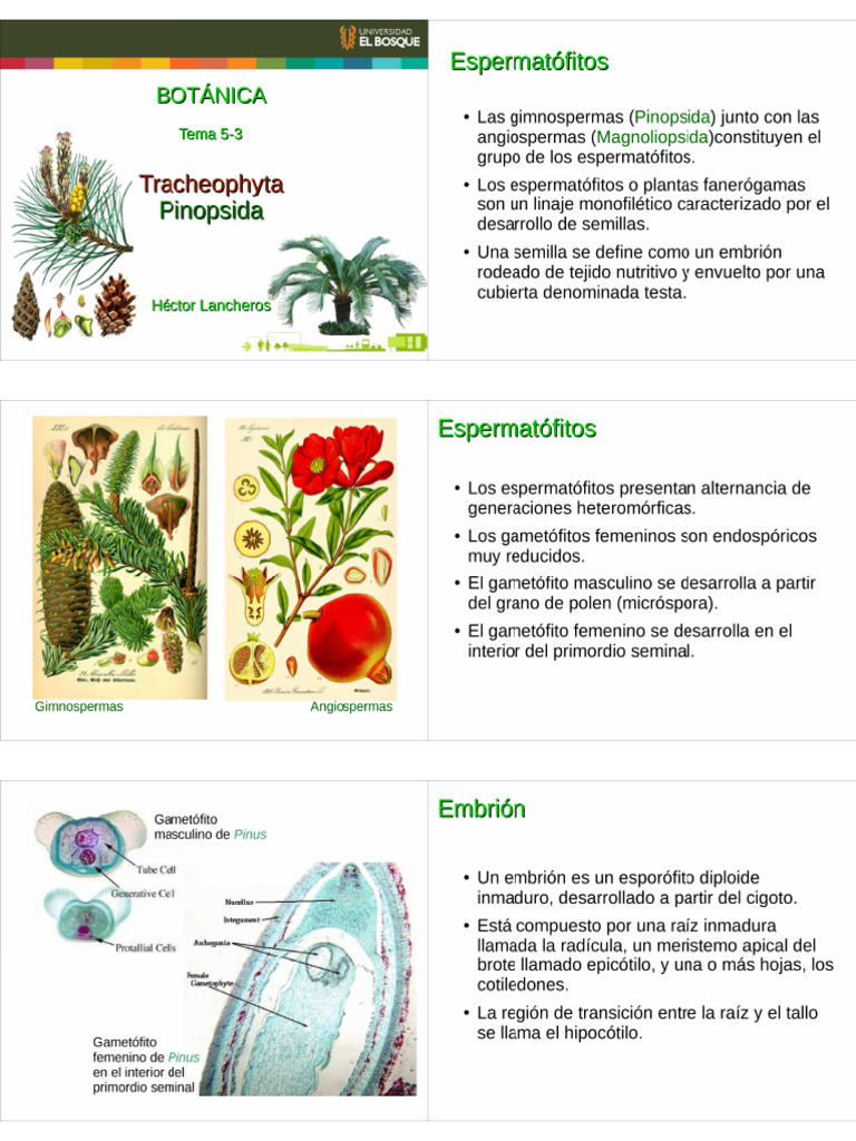 Gimnospermas: Estructura y Diversidad | PDF | Botánica | Plantas