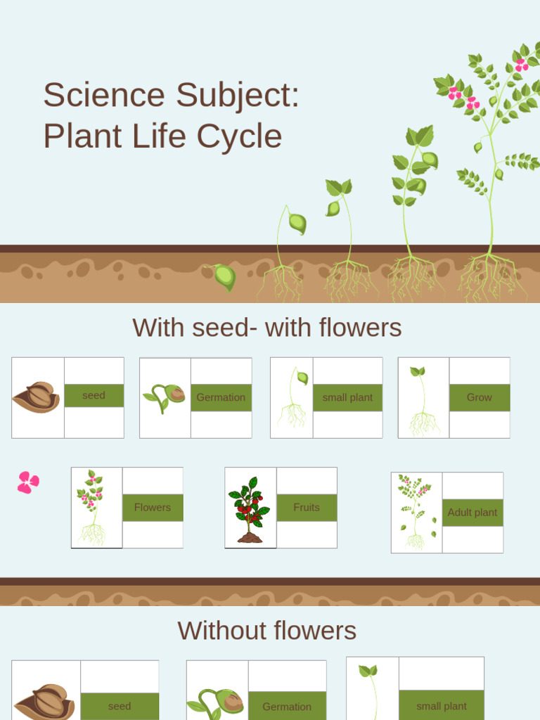 Understanding the Plant Life Cycle | PDF
