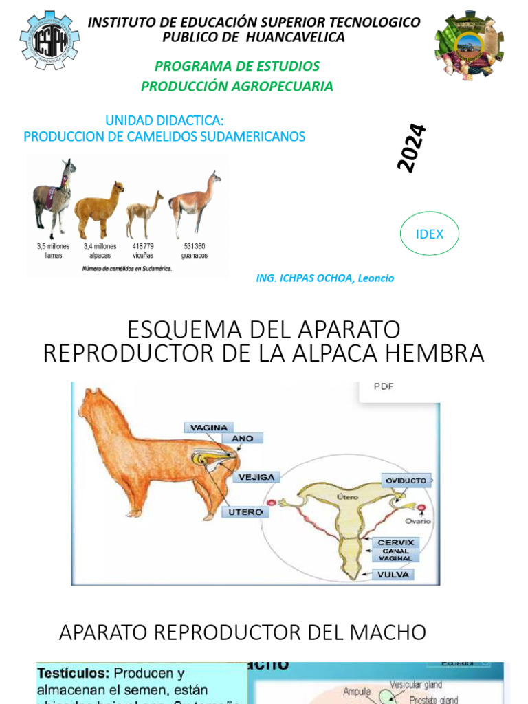 Anatomía Reproductiva de Alpacas | PDF | Próstata | Testículo