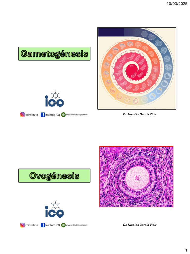 Clase 3 - Gametogenesis | PDF | Ovario | Interacciones biológicas