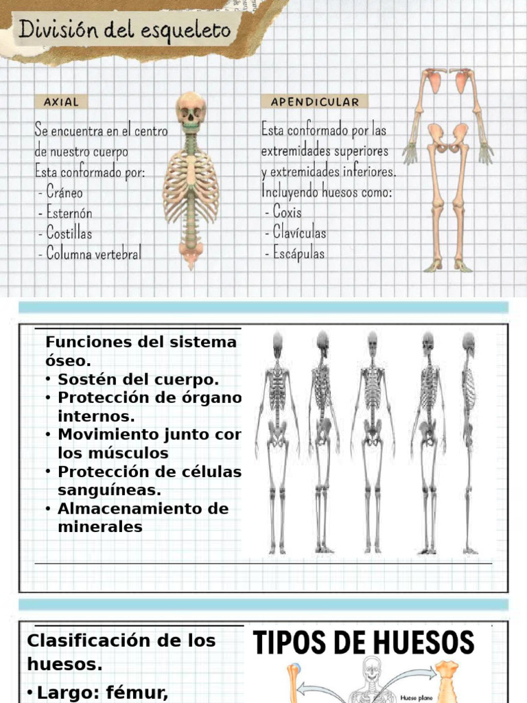 Funciones y Estructura del Sistema Óseo | PDF