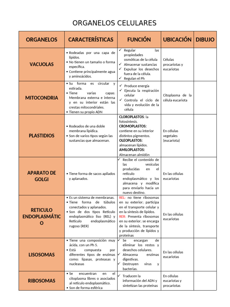 Funciones y características de organelos celulares | PDF | Biología ...